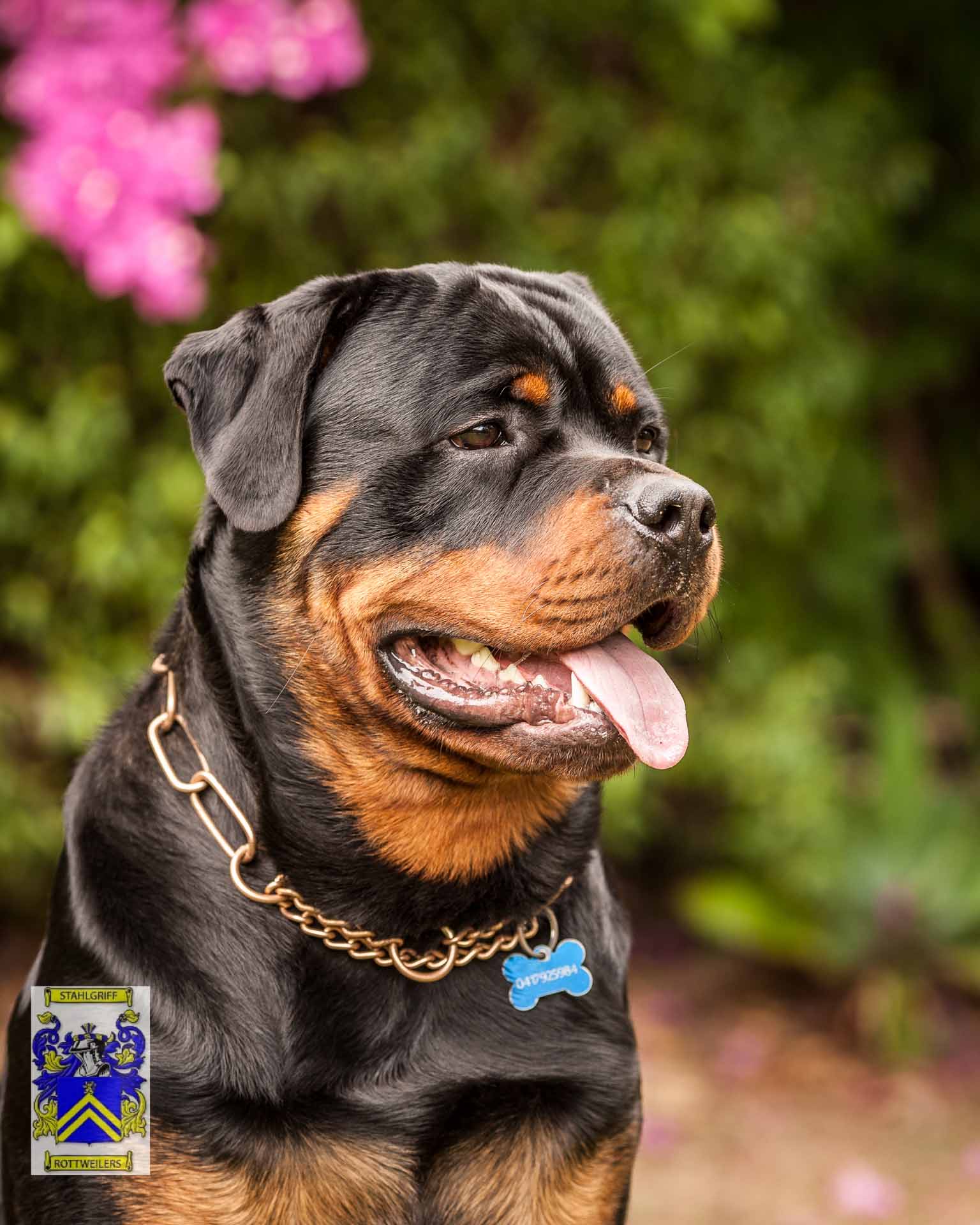 STAHLGRIFF ROTTWEILERS